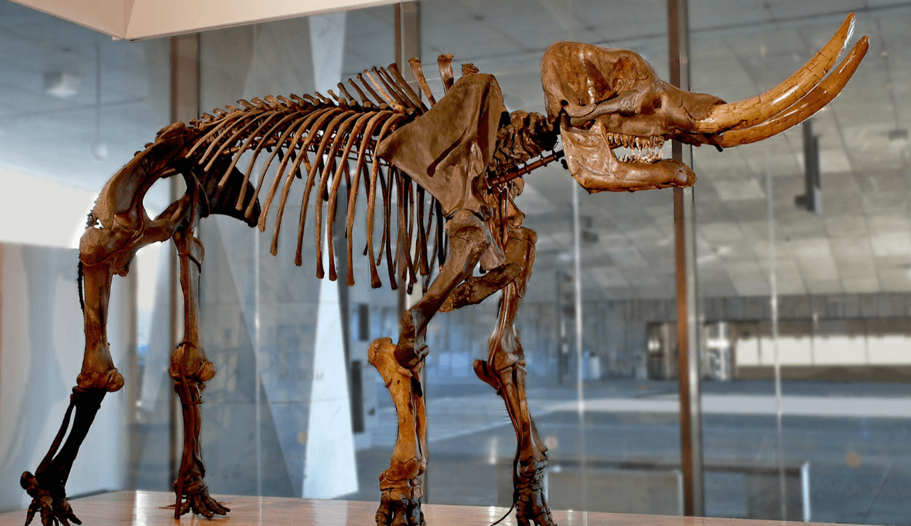 Discovering the Nation’s “Founding Fossils” | William G. Pomeroy Foundation